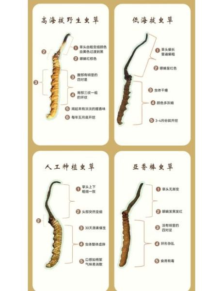 冬虫夏草花图片_如何辨别真假-第2张图片-山城妙识
