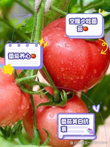 西红柿的功效与作用及禁忌是什么_哪些人不能吃-第1张图片-山城妙识 西红柿的功效与作用及禁忌是什么_哪些人不能吃-第1张图片-山城妙识