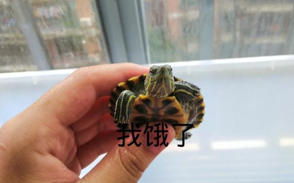 乌龟饿了的表现_乌龟饿了会做什么-第1张图片-山城妙识 乌龟饿了的表现_乌龟饿了会做什么-第1张图片-山城妙识