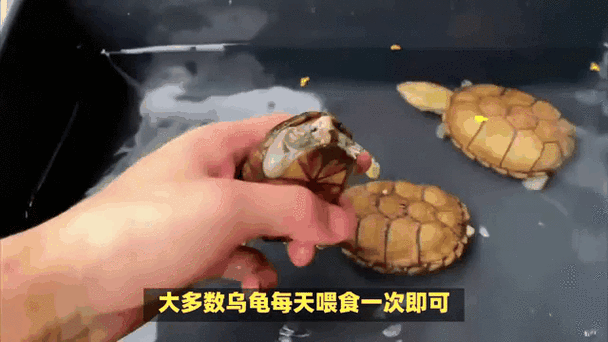 乌龟饿了的表现_乌龟饿了会做什么-第2张图片-山城妙识 乌龟饿了的表现_乌龟饿了会做什么-第2张图片-山城妙识