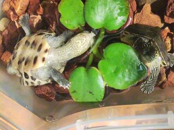 乌龟饿了的表现_乌龟饿了会做什么-第3张图片-山城妙识 乌龟饿了的表现_乌龟饿了会做什么-第3张图片-山城妙识