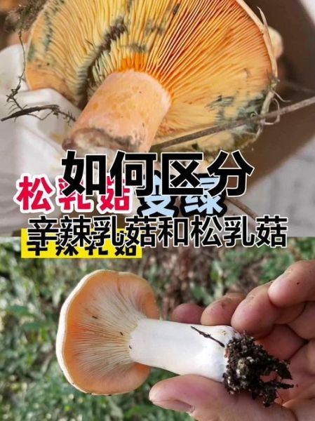 常见食用菇种类有哪些_如何分辨毒菇与可食菇-第3张图片-山城妙识 常见食用菇种类有哪些_如何分辨毒菇与可食菇-第3张图片-山城妙识