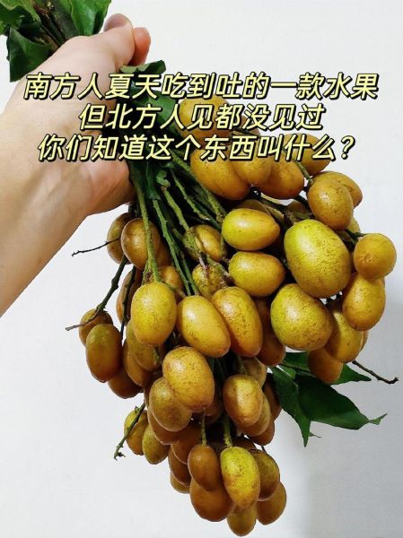 南方水果有哪些种类_南方水果名称大全-第2张图片-山城妙识 南方水果有哪些种类_南方水果名称大全-第2张图片-山城妙识