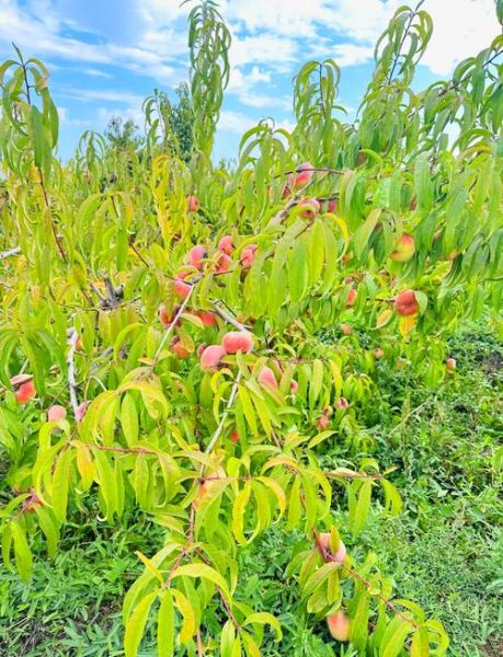 蟠桃园在哪里_蟠桃园门票多少钱-第1张图片-山城妙识