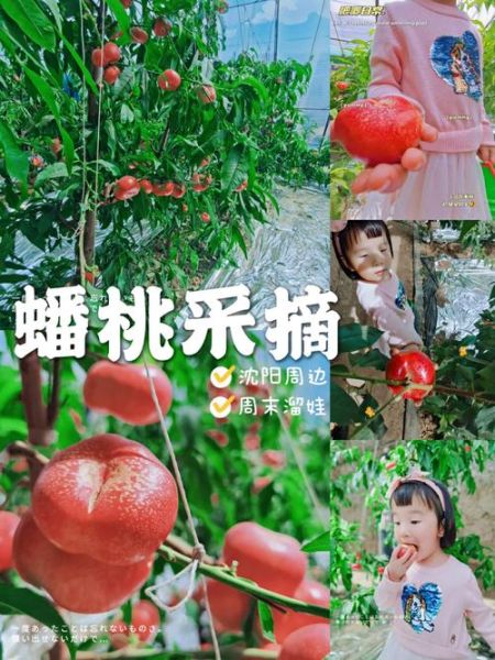 蟠桃园在哪里_蟠桃园门票多少钱-第3张图片-山城妙识