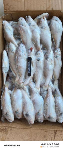 海白鱼是什么鱼_海白鱼多少钱一斤-第3张图片-山城妙识