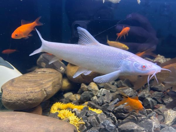 海白鱼是什么鱼_海白鱼多少钱一斤-第2张图片-山城妙识