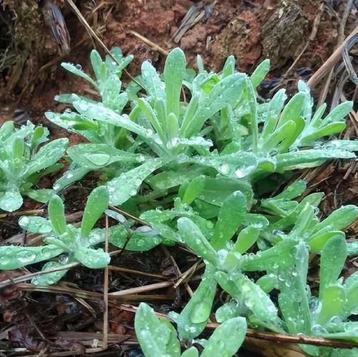 清明团子用的是什么草_青团艾草还是鼠曲草-第1张图片-山城妙识