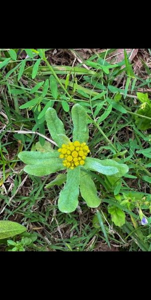 清明团子用的是什么草_青团艾草还是鼠曲草-第3张图片-山城妙识