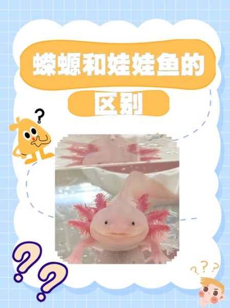 娃娃鱼是两栖动物吗_娃娃鱼生活习性-第1张图片-山城妙识 娃娃鱼是两栖动物吗_娃娃鱼生活习性-第1张图片-山城妙识