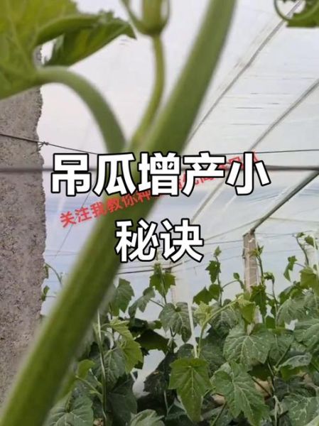 长吊瓜图片大全_长吊瓜怎么种-第1张图片-山城妙识