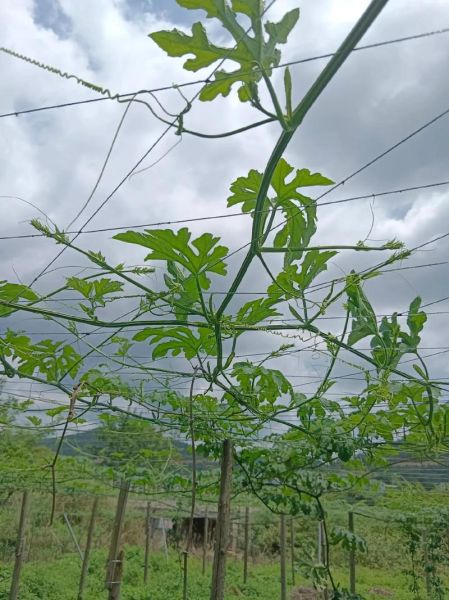 长吊瓜图片大全_长吊瓜怎么种-第2张图片-山城妙识