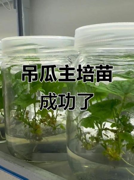 长吊瓜图片大全_长吊瓜怎么种-第3张图片-山城妙识