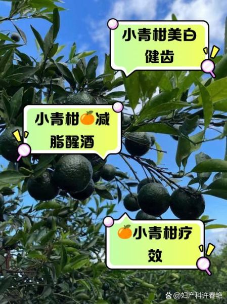 小青柑的功效与作用_小青柑的禁忌症-第1张图片-山城妙识