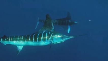 剑鱼价格多少钱一斤_剑鱼为什么这么贵-第3张图片-山城妙识