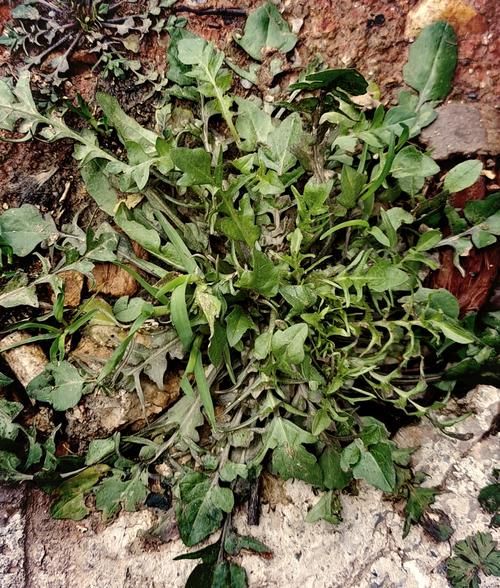 荠菜在农村叫什么菜_荠菜别名有哪些-第1张图片-山城妙识