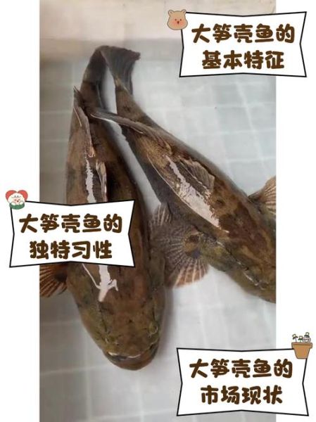 笋壳鱼多少钱一斤_笋壳鱼价格为什么波动大-第1张图片-山城妙识