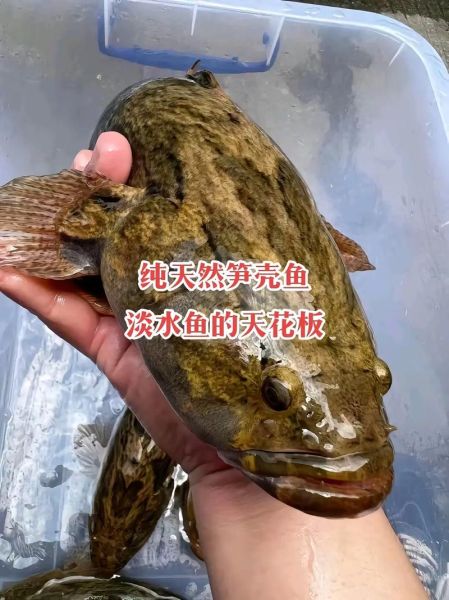 笋壳鱼多少钱一斤_笋壳鱼价格为什么波动大-第2张图片-山城妙识