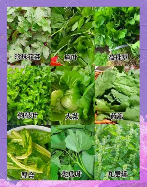 青菜有哪些品种_常见青菜种类大全-第1张图片-山城妙识