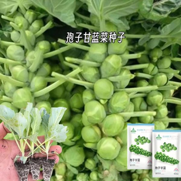 蔬菜种子批发市场在哪_如何挑选优质蔬菜种子-第3张图片-山城妙识