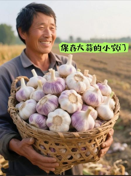2020年大蒜价格走势_如何储存大蒜不发芽-第3张图片-山城妙识