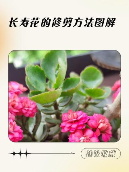 长寿花怎么修剪_长寿花修剪后多久开花-第1张图片-山城妙识