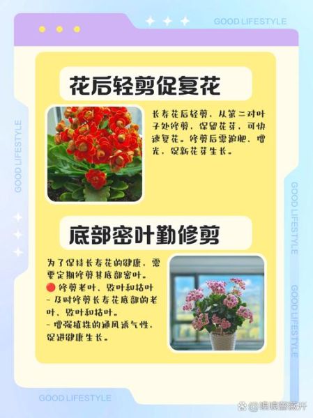 长寿花怎么修剪_长寿花修剪后多久开花-第3张图片-山城妙识