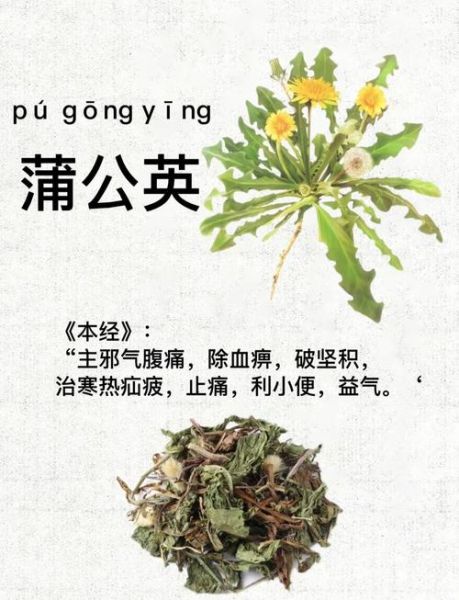 蒲公英图片_植物有什么功效-第2张图片-山城妙识