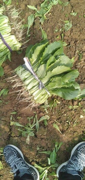 小白菜苗怎么做好吃又简单_小白菜苗的家常做法-第2张图片-山城妙识