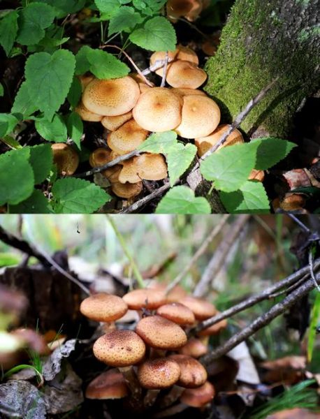 榛蘑图片大全_榛蘑怎么辨别真假-第1张图片-山城妙识