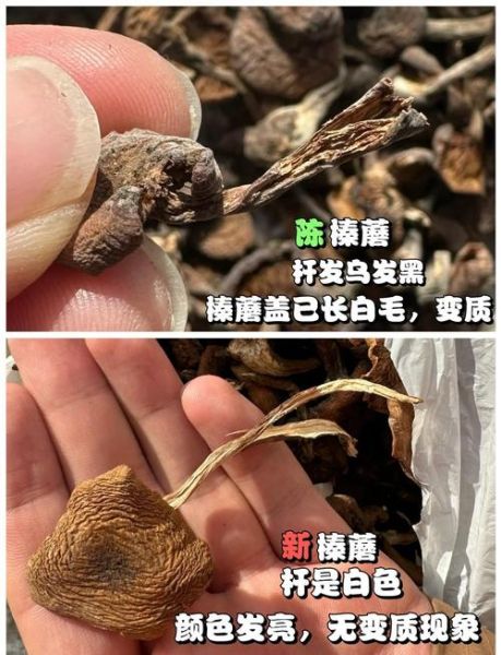 榛蘑图片大全_榛蘑怎么辨别真假-第2张图片-山城妙识