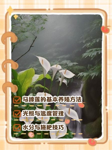 马蹄莲能吃吗_马蹄莲怎么吃才安全-第3张图片-山城妙识