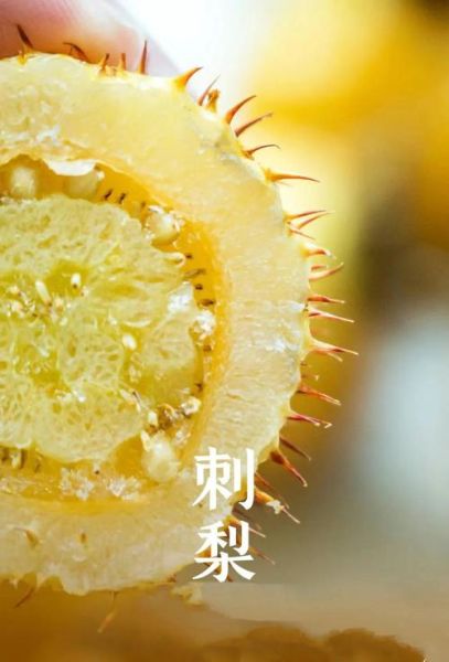 刺梨果的功效与作用_刺梨果怎么吃效果最好-第3张图片-山城妙识 刺梨果的功效与作用_刺梨果怎么吃效果最好-第3张图片-山城妙识