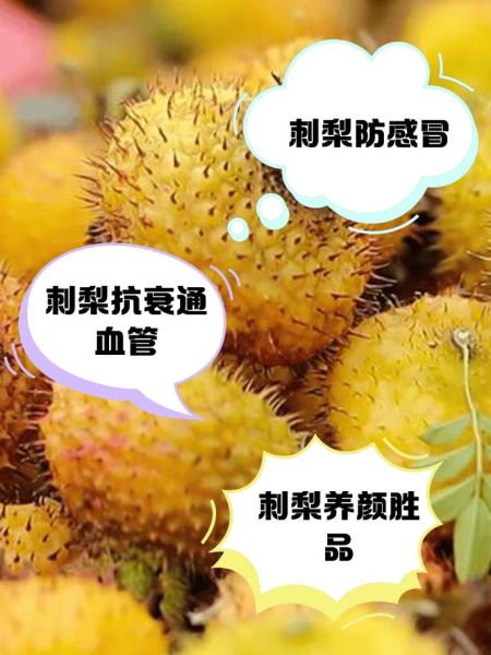 刺梨果的功效与作用_刺梨果怎么吃效果最好-第2张图片-山城妙识 刺梨果的功效与作用_刺梨果怎么吃效果最好-第2张图片-山城妙识