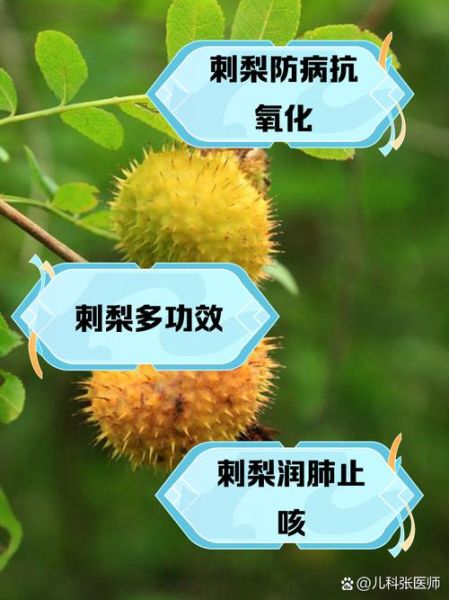 刺梨果的功效与作用_刺梨果怎么吃效果最好-第1张图片-山城妙识 刺梨果的功效与作用_刺梨果怎么吃效果最好-第1张图片-山城妙识