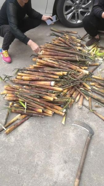 脆辣竹笋怎么腌制_竹笋腌制多久才脆-第1张图片-山城妙识