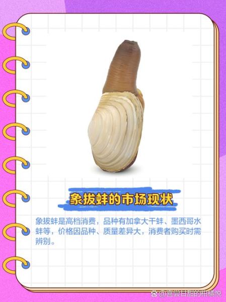 象拔蚌可以当玩具吗_象拔蚌玩具安全吗-第1张图片-山城妙识 象拔蚌可以当玩具吗_象拔蚌玩具安全吗-第1张图片-山城妙识