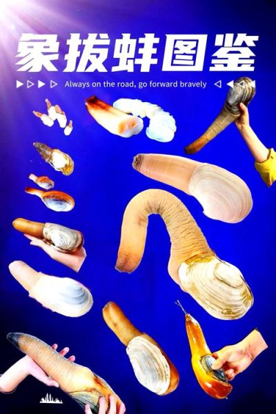 象拔蚌可以当玩具吗_象拔蚌玩具安全吗-第2张图片-山城妙识 象拔蚌可以当玩具吗_象拔蚌玩具安全吗-第2张图片-山城妙识