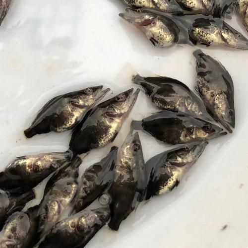 桂鱼苗多少钱一尾_桂鱼苗价格影响因素-第1张图片-山城妙识