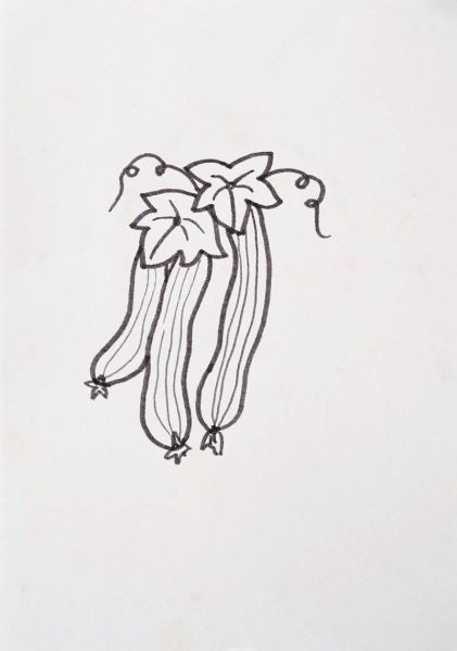 丝瓜图片卡通_怎么画才可爱-第2张图片-山城妙识 丝瓜图片卡通_怎么画才可爱-第2张图片-山城妙识