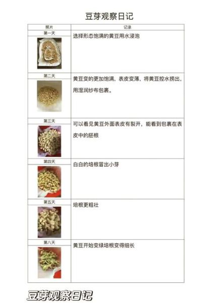 四年级黄豆观察日记怎么写_黄豆生长过程记录-第3张图片-山城妙识
