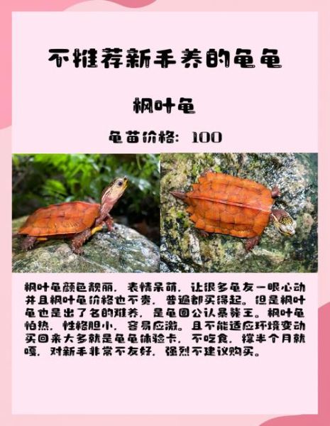 养龟六大忌有哪些_新手养龟常犯错误-第2张图片-山城妙识