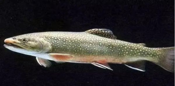 虹鳟鱼生鱼片怎么做_虹鳟鱼生鱼片安全吗-第2张图片-山城妙识 虹鳟鱼生鱼片怎么做_虹鳟鱼生鱼片安全吗-第2张图片-山城妙识