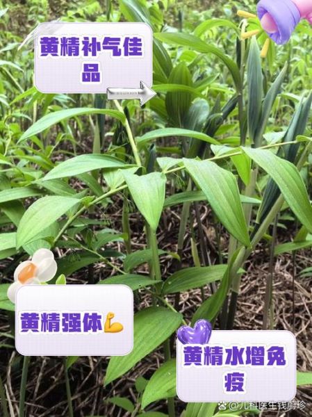 喝黄精一天后硬起来_真的有用吗-第2张图片-山城妙识