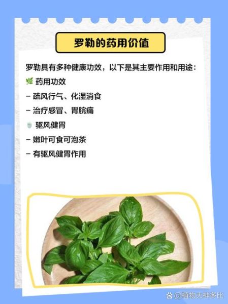 罗勒的副作用有哪些_罗勒吃多了会怎样-第1张图片-山城妙识