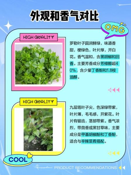 罗勒的副作用有哪些_罗勒吃多了会怎样-第2张图片-山城妙识