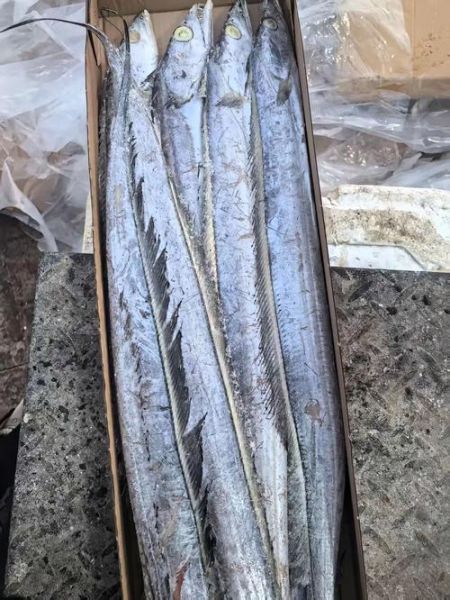 活带鱼能买到吗_活带鱼哪里买-第1张图片-山城妙识 活带鱼能买到吗_活带鱼哪里买-第1张图片-山城妙识