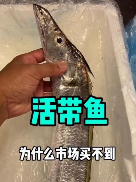 活带鱼能买到吗_活带鱼哪里买-第3张图片-山城妙识 活带鱼能买到吗_活带鱼哪里买-第3张图片-山城妙识