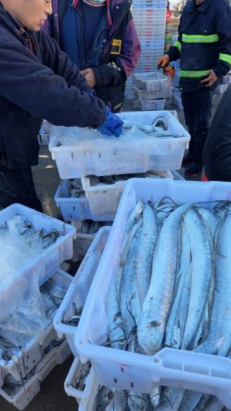 活带鱼能买到吗_活带鱼哪里买-第2张图片-山城妙识 活带鱼能买到吗_活带鱼哪里买-第2张图片-山城妙识