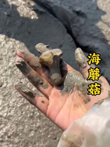 海蘑菇是什么_海蘑菇怎么吃-第2张图片-山城妙识 海蘑菇是什么_海蘑菇怎么吃-第2张图片-山城妙识